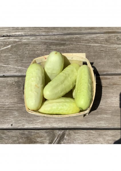 Miniature White Cucumbers - Native Roots Farm